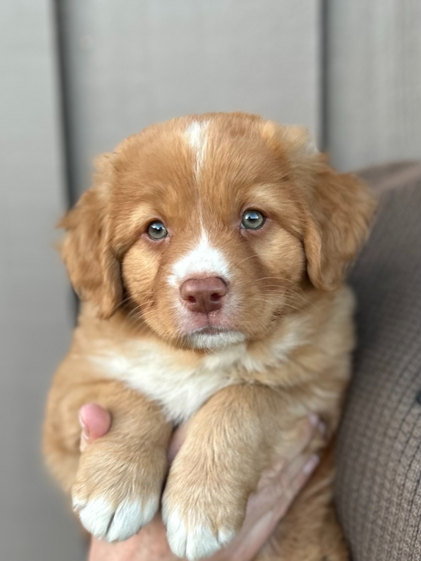 3rd litter - The Charming ones :: Rockferry-kennel